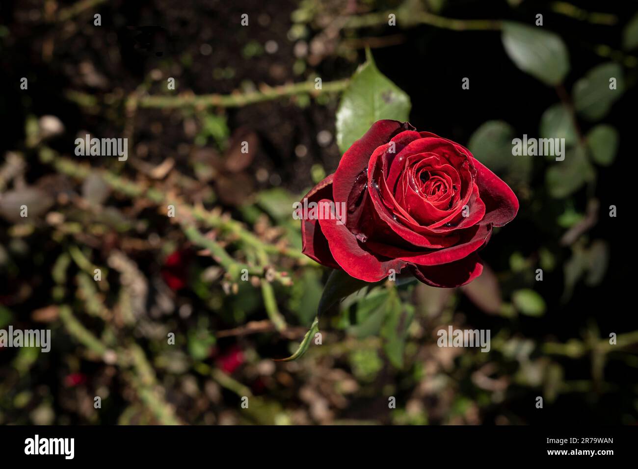 Most Beautiful Red Rose In The World