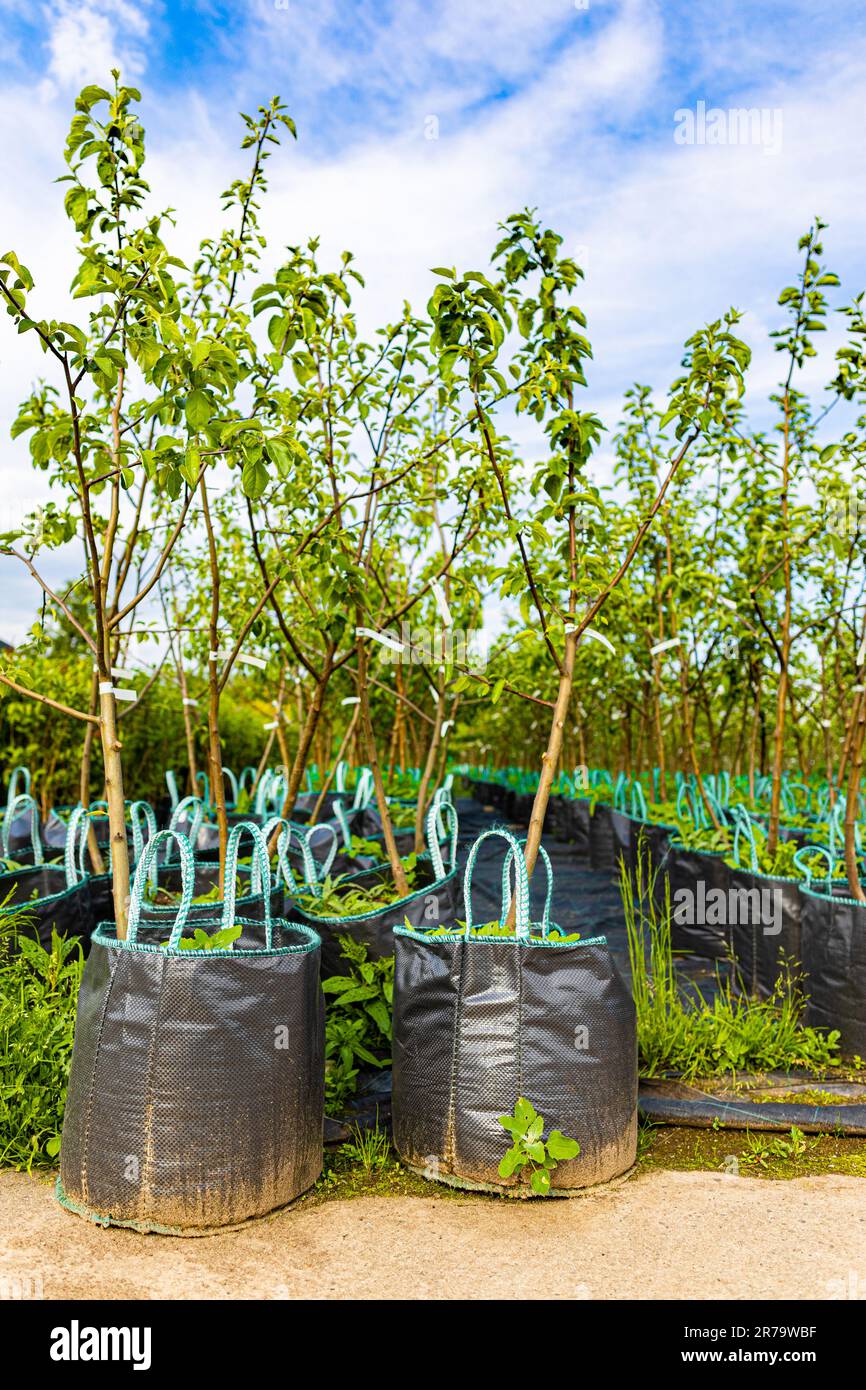 Pear seedling hi-res stock photography and images - Alamy