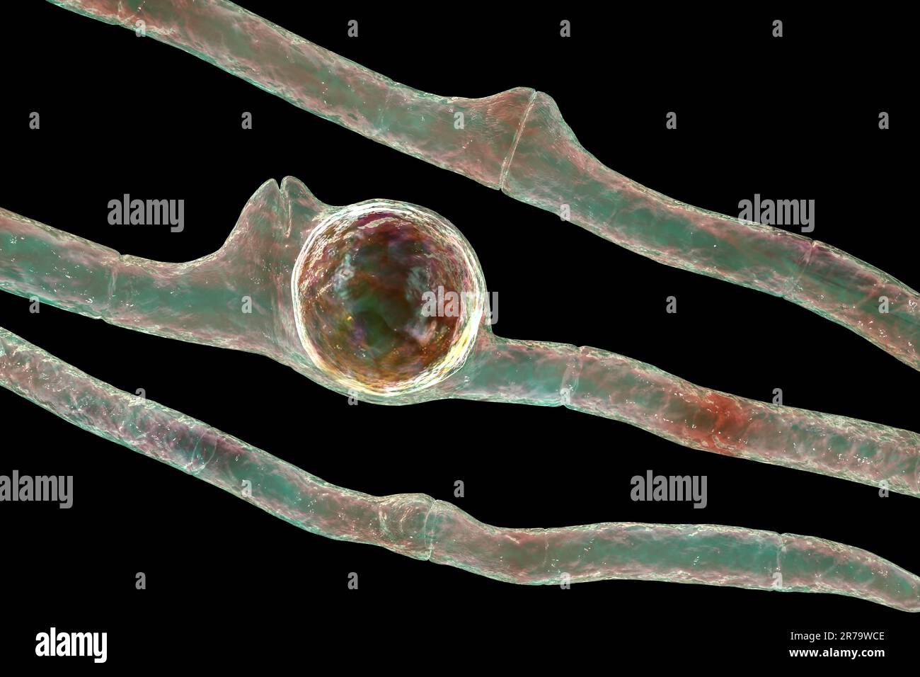 Basidiobolus ranarum microscopic fungi, 3D illustration. Cause chronic ...
