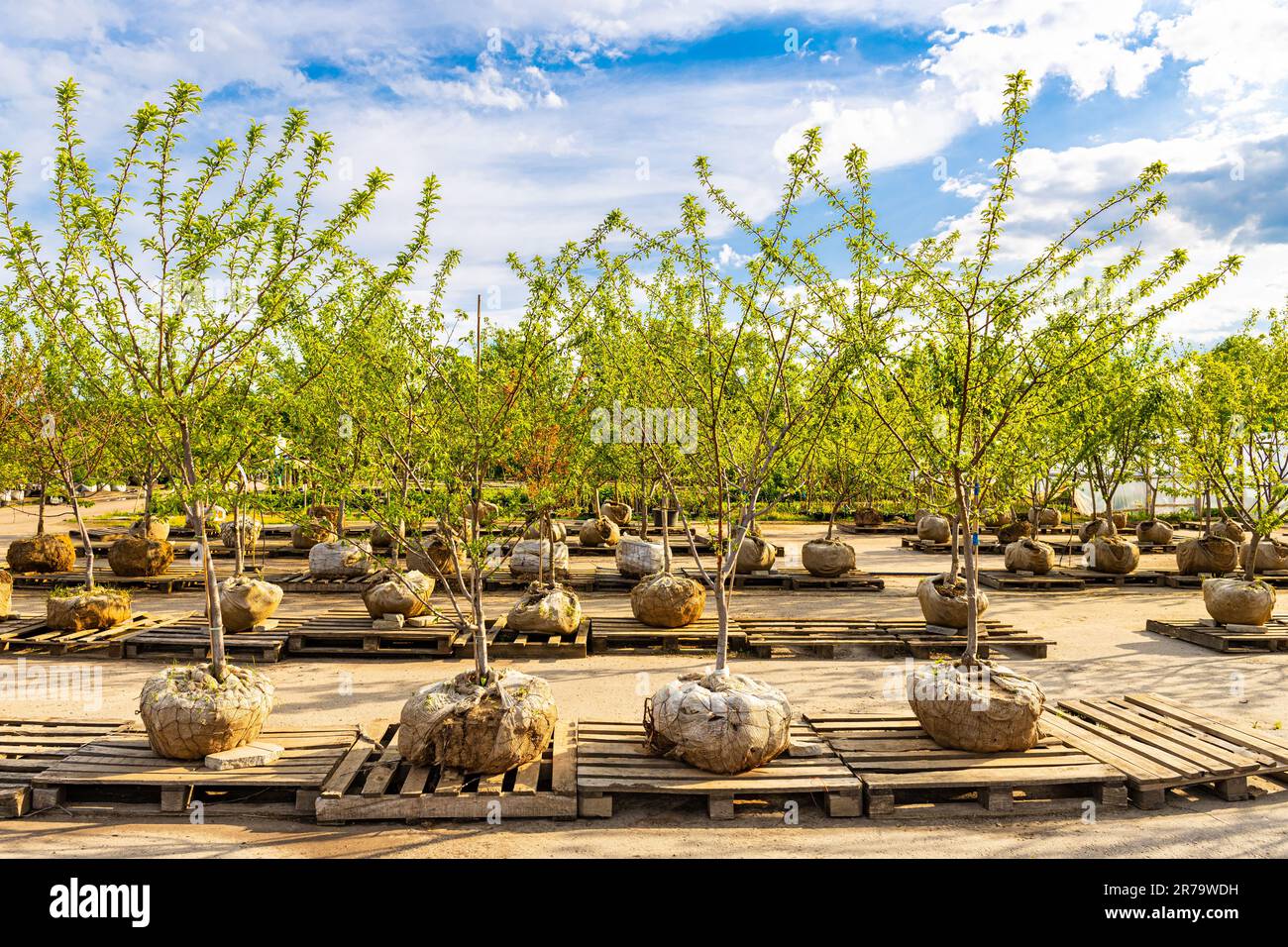 green tree in plant nursery outdoors in summer. tree in plant nursery ...
