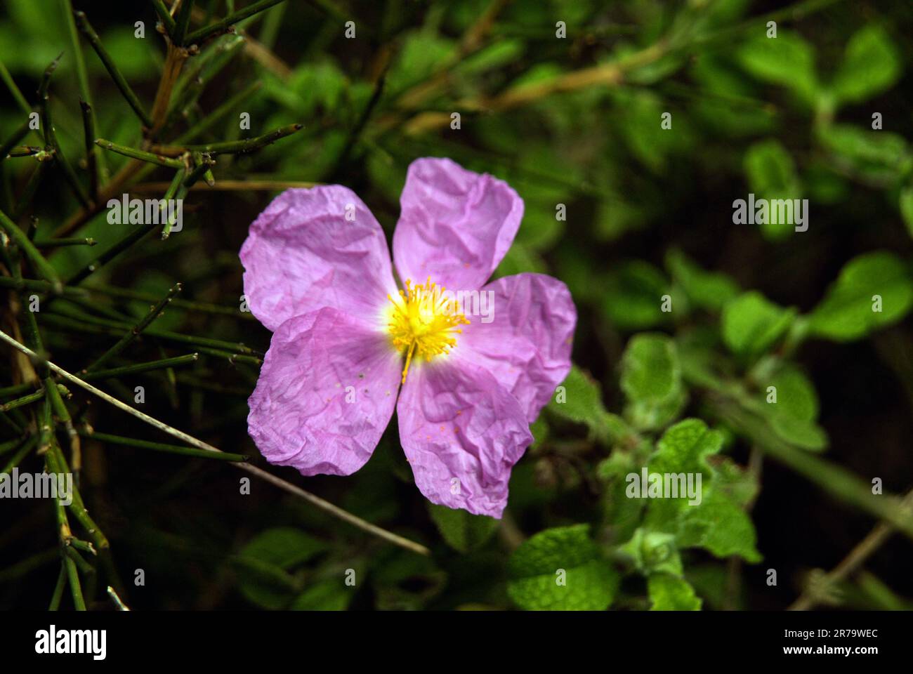 Greece, Rhodes island Paradeisi village church of Virgin Mary Panagia ...