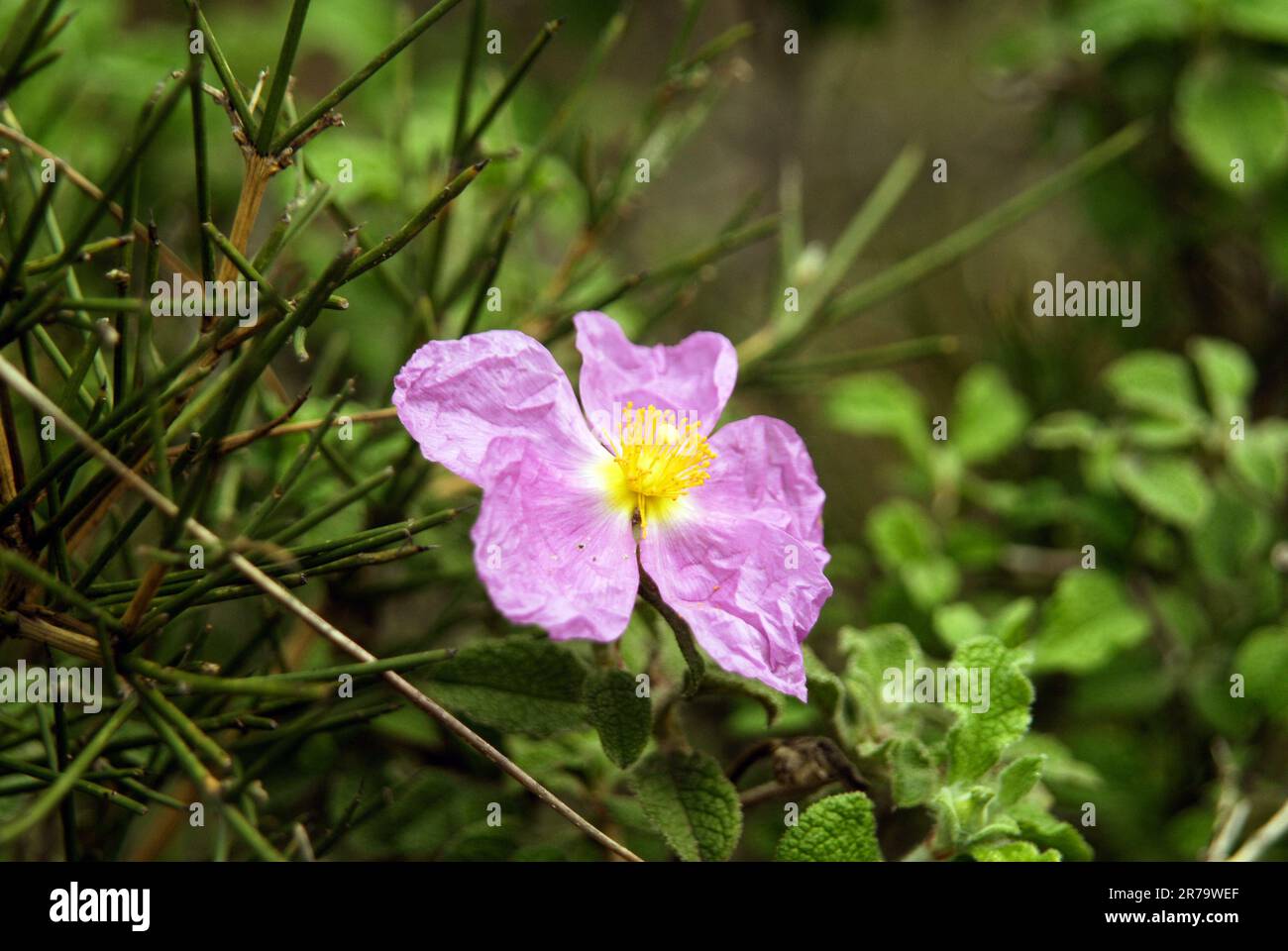 Greece, Rhodes island Paradeisi village church of Virgin Mary Panagia ...