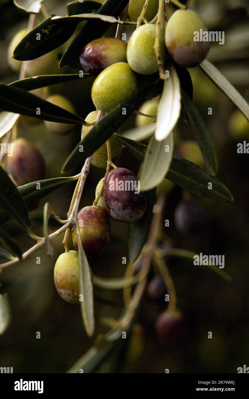 Greece, Rhodes island Paradeisi village church of Virgin Mary Panagia ...