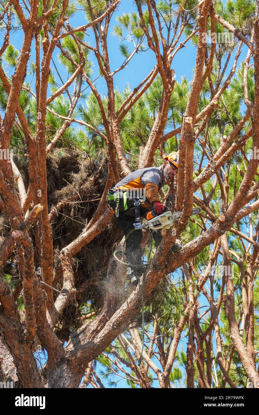 Tree surgeon trimming and thinning out branches in an overgrown fir ...