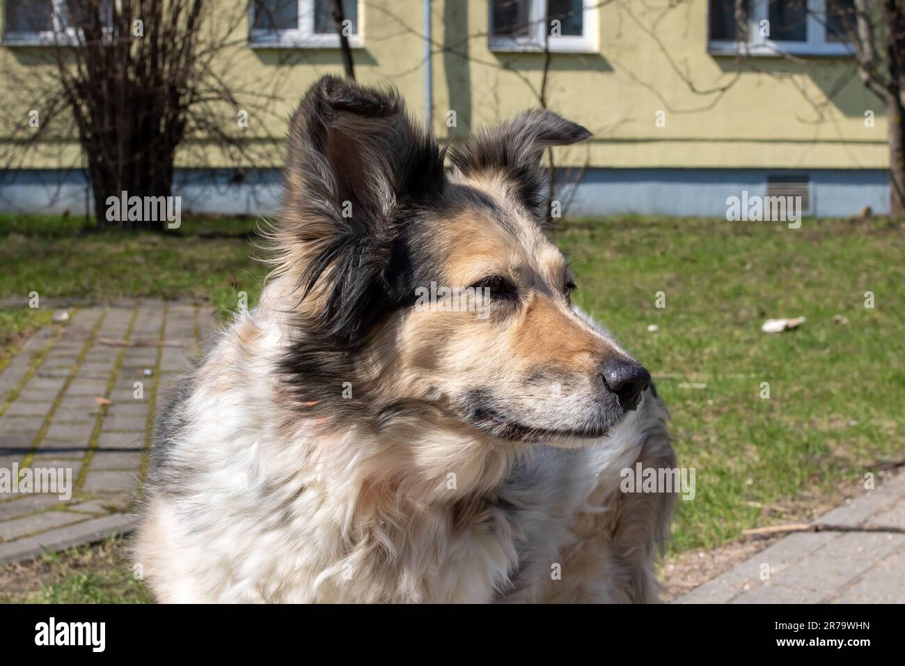 Fluffy gray dog standing on the sidewalk close up Stock Photo - Alamy