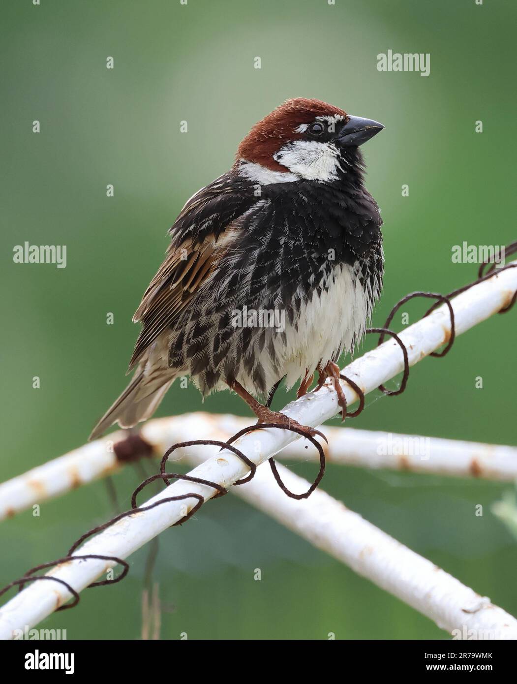 A Sparrow type bird in Bulgaria Stock Photo - Alamy