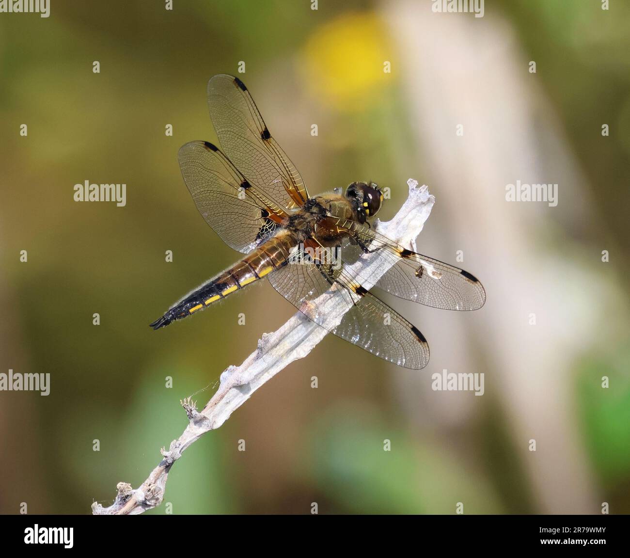 Four Spotted Chaser Dragonfly at Combe Hill Nature Reserve Stock Photo ...