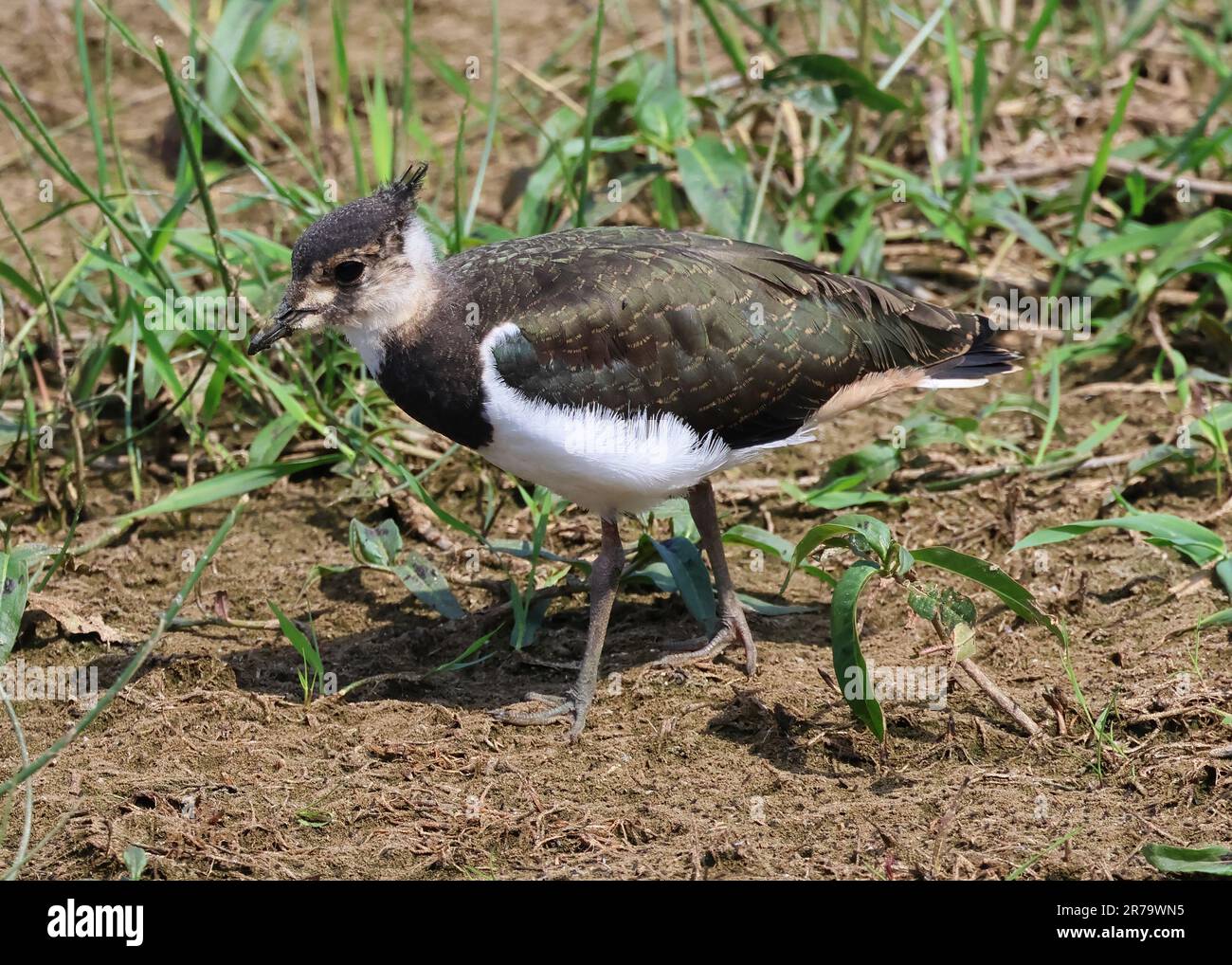 Juvenile lapwing hi-res stock photography and images - Alamy