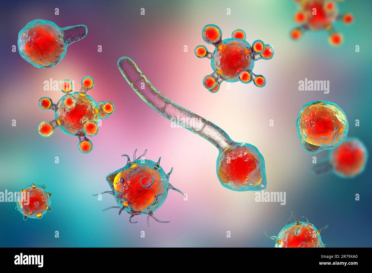 Conidiobolus coronatus microscopic fungi, 3D illustration. Causes ...