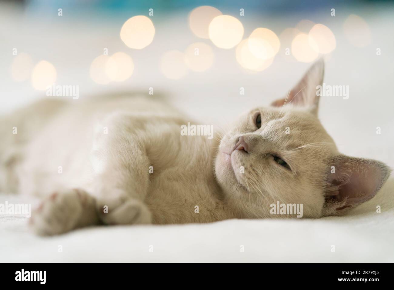 Kitten beige hi-res stock photography and images - Alamy