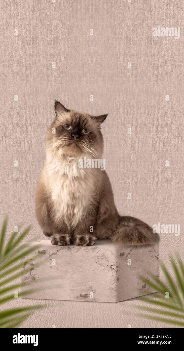 Portrait of a beige cat on beige color background. Cat face meme ...