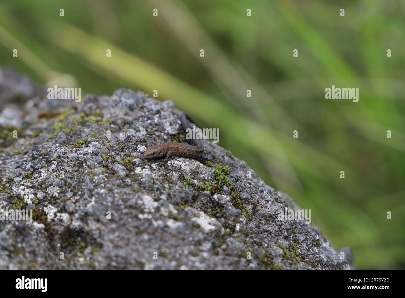 Small lizard sunbathing on a stone Stock Photo - Alamy