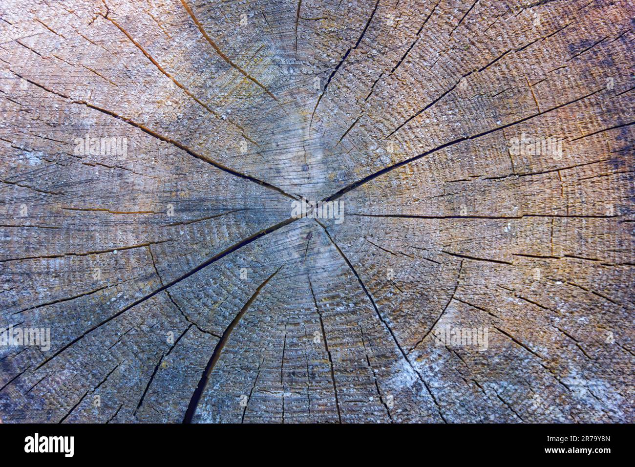 Wood background showing top cut of tree trunk with rings and textured ...