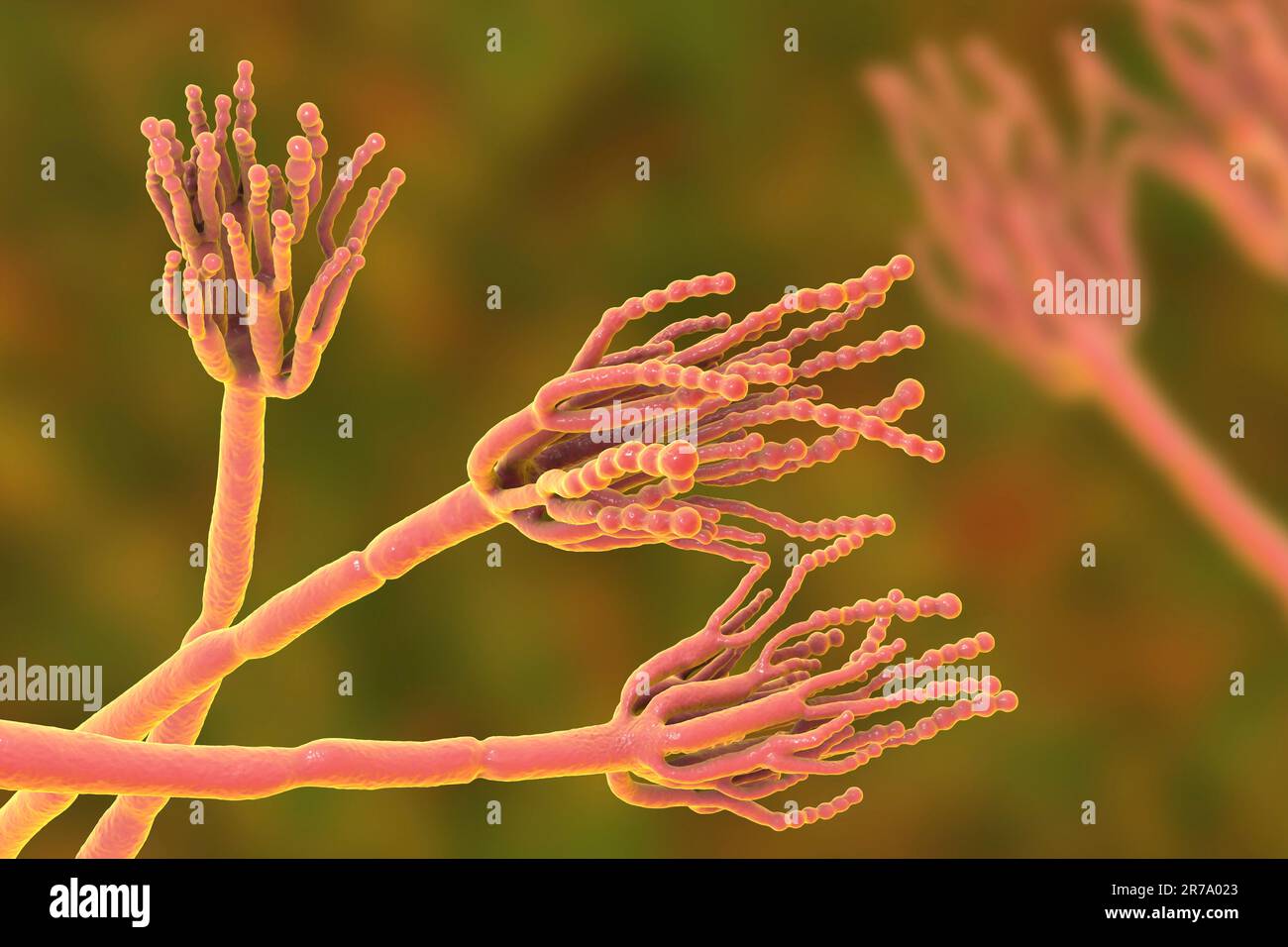 Penicillium notatum hi-res stock photography and images - Alamy
