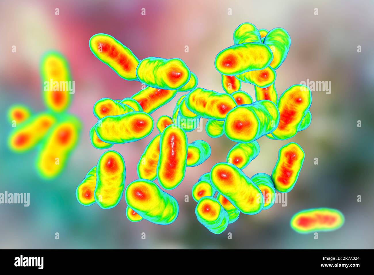 Prevotella bacteria, 3D illustration. Gram-negative anaerobic bacteria ...