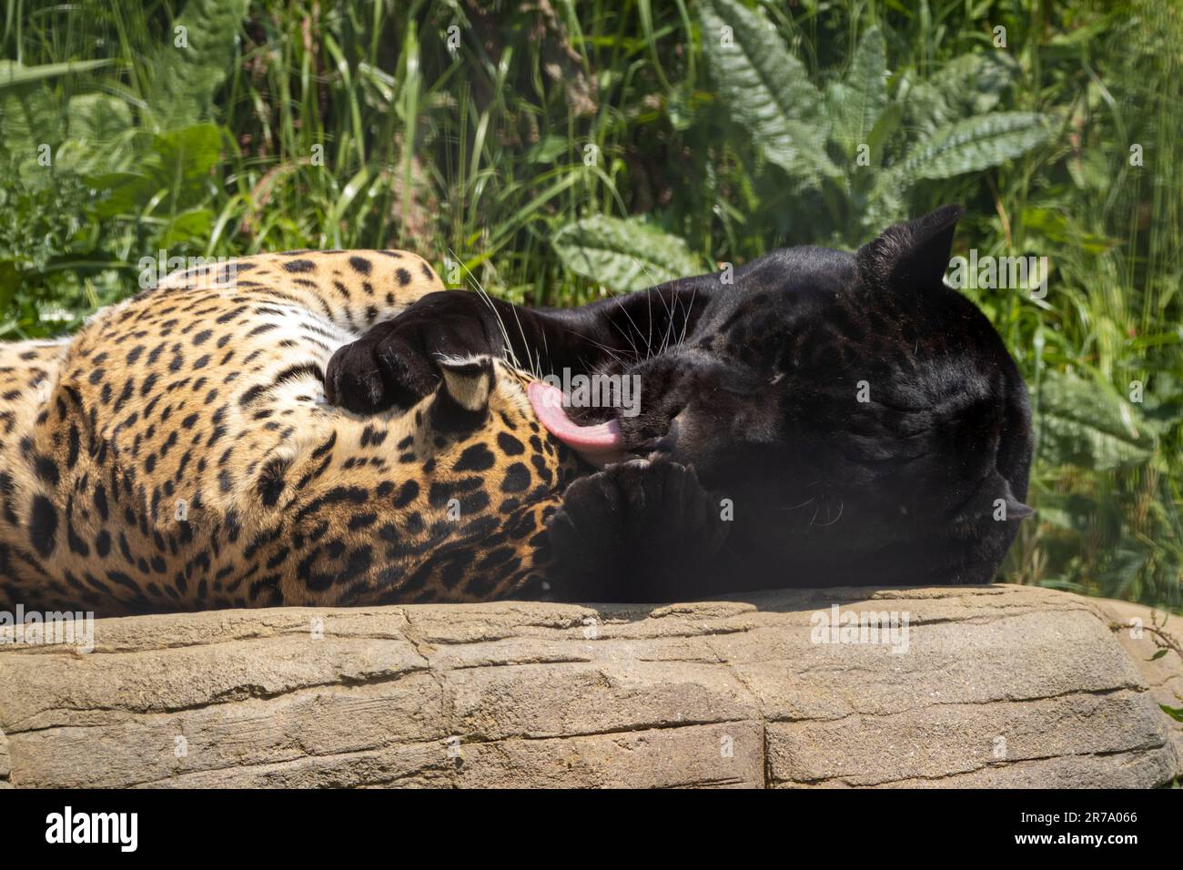 Neron plants a kiss on Keira. KENT, ENGLAND. ADORABLE IMAGES show two ...