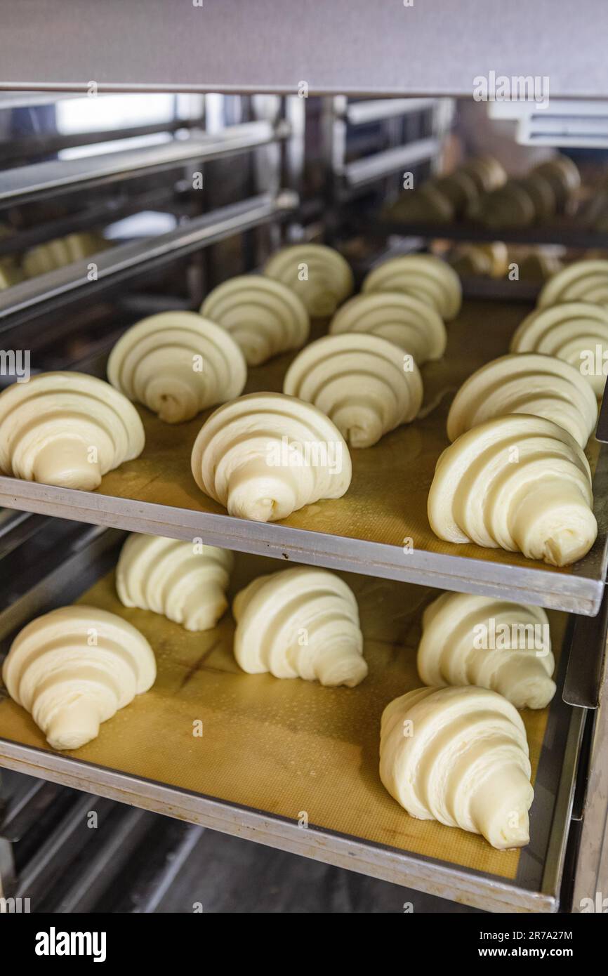 Proofed croissants on baking sheet Stock Photo - Alamy