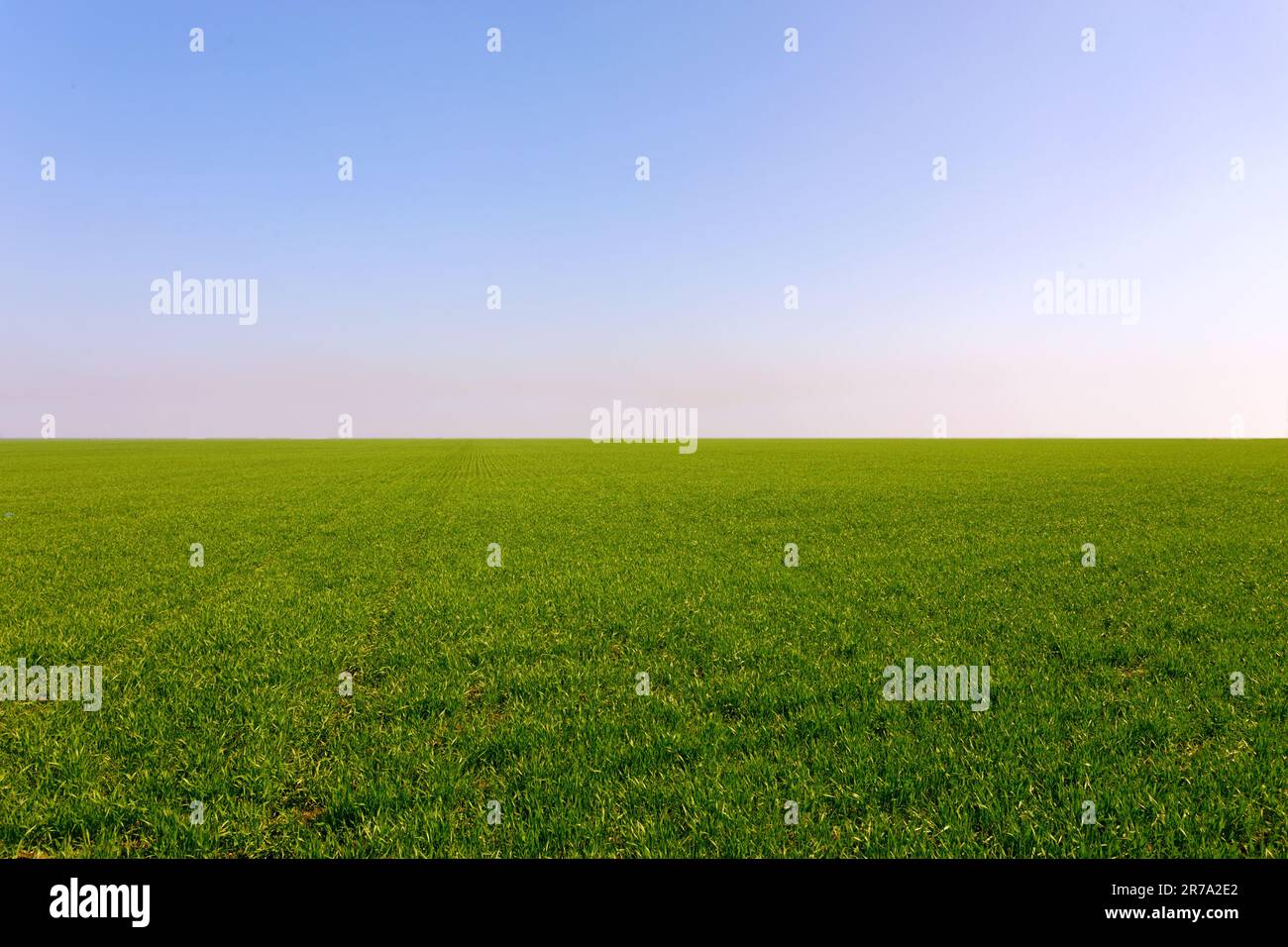 spring green field Stock Photo - Alamy