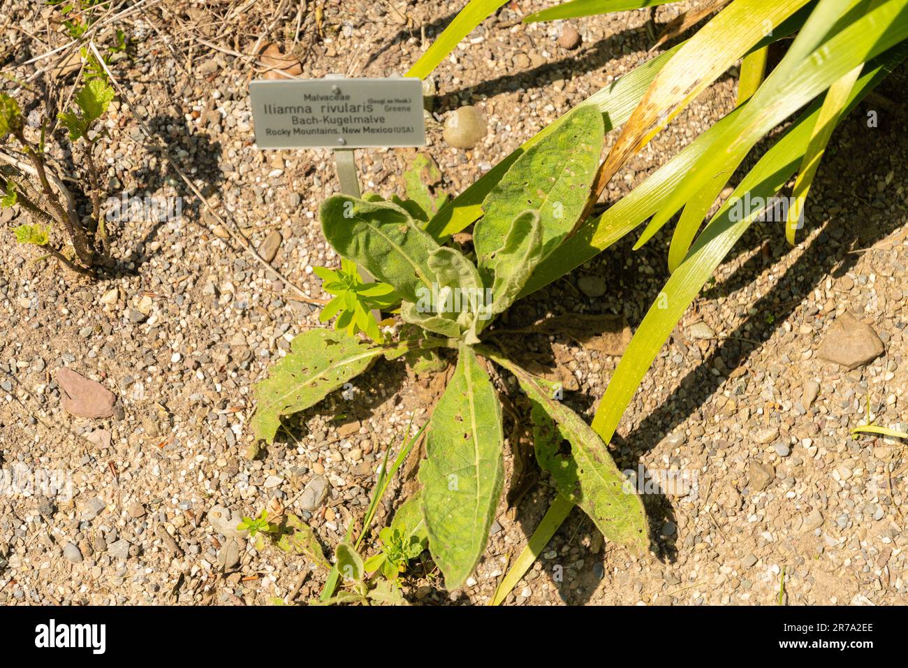 Zurich, Switzerland, May 22, 2023 Great mullein plant or Verbascum ...