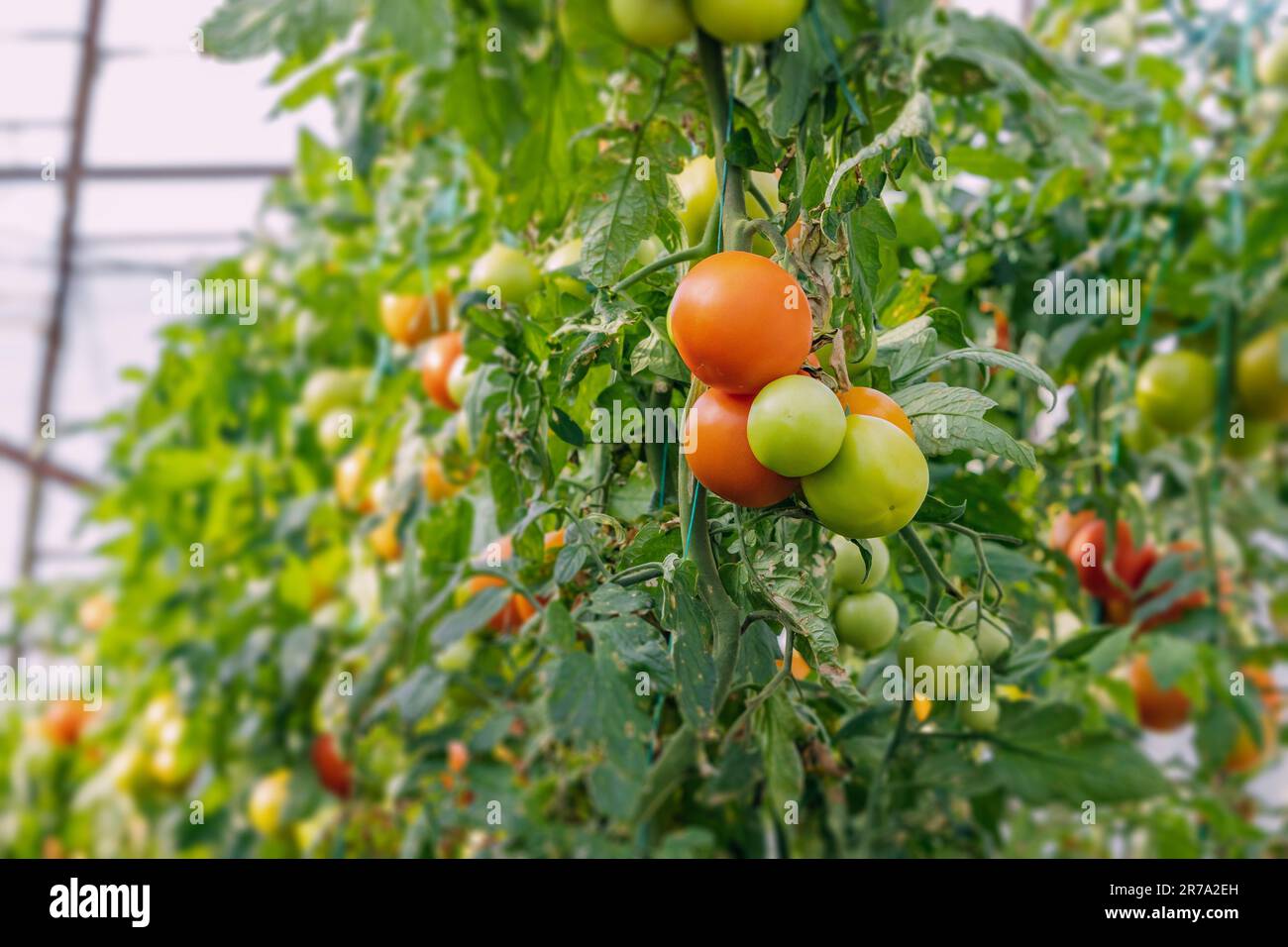 Bush large ripening tomatoes hi-res stock photography and images - Alamy