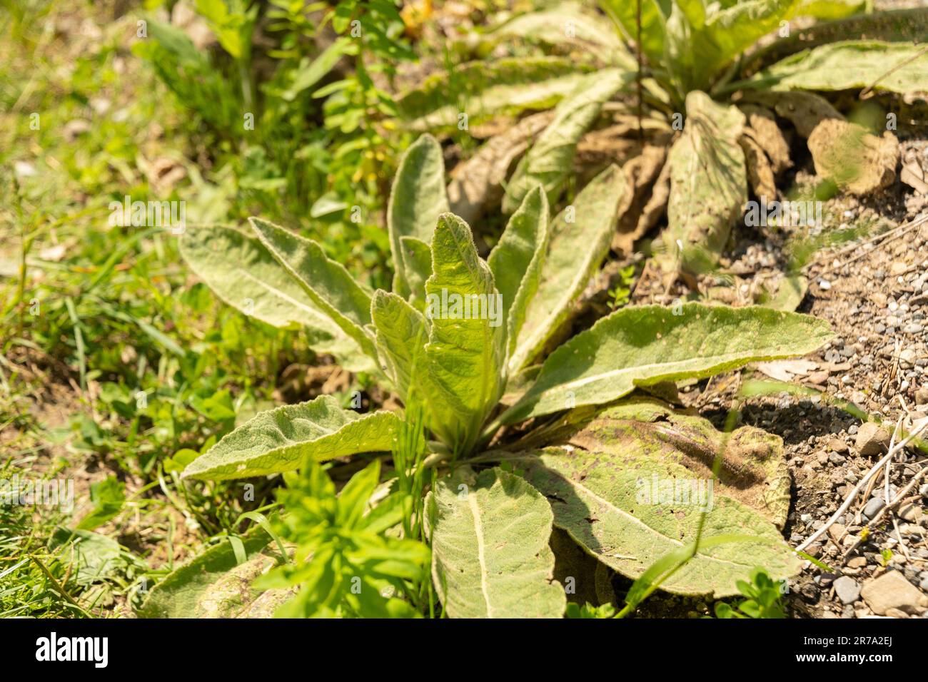 Zurich, Switzerland, May 22, 2023 Great mullein plant or Verbascum ...