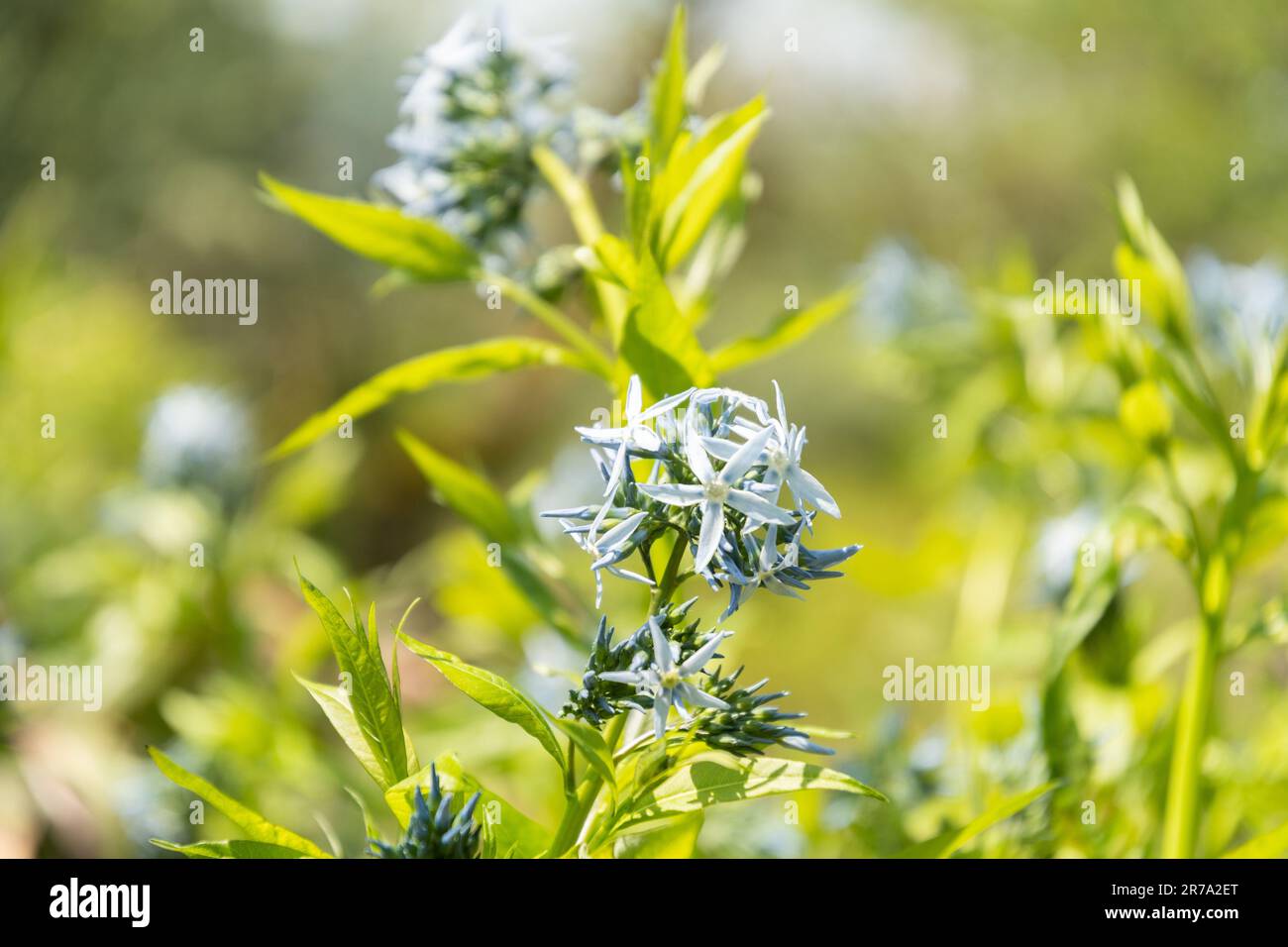 Zurich, Switzerland, May 22, 2023 Eastern bluestar or Amsonia ...
