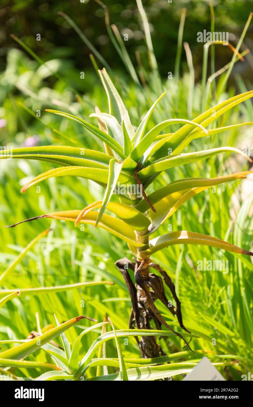 Hardy culture hi-res stock photography and images - Alamy