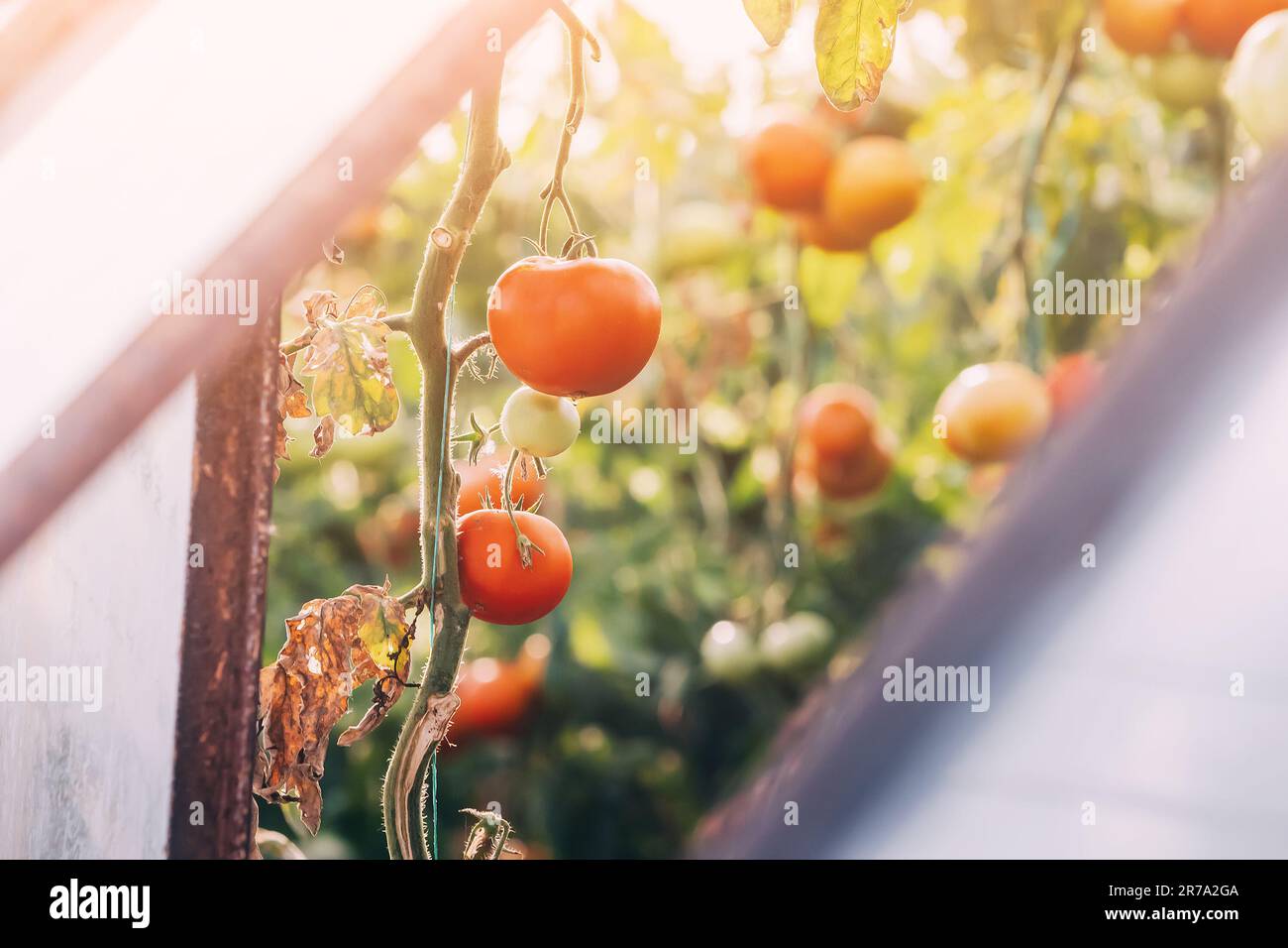 Ripening tomatoes in a simple rustic and farm greenhouse Stock Photo ...