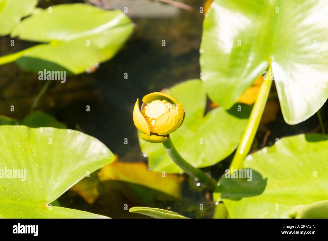 Zurich, Switzerland, May 22, 2023 Cow lily plant or Nuphar Advena at ...