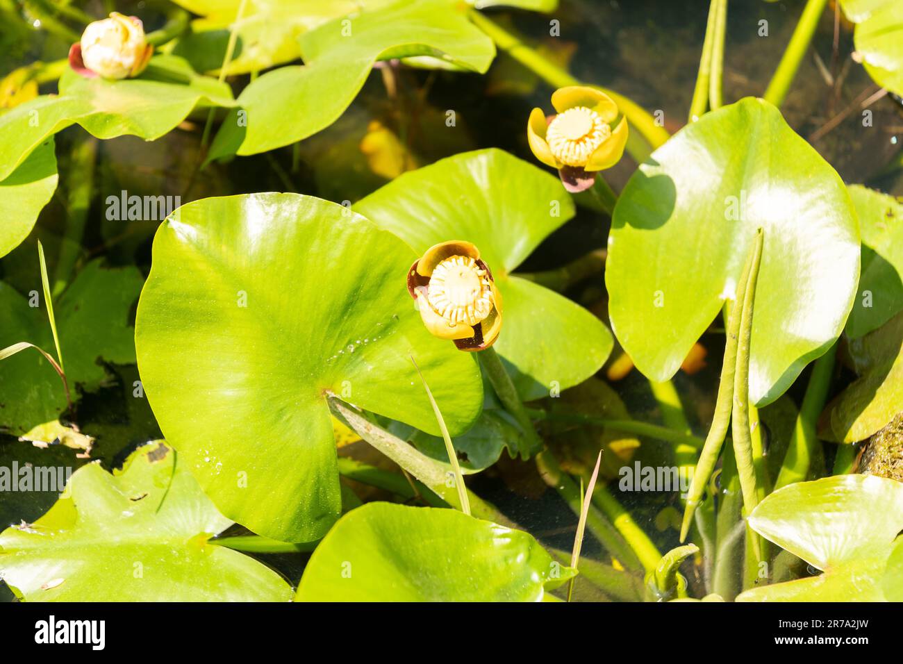 Cow lily hi-res stock photography and images - Alamy