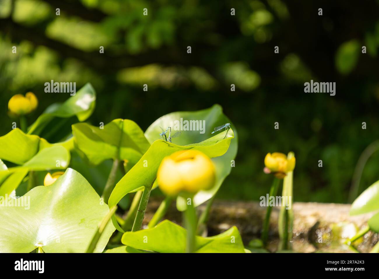Zurich, Switzerland, May 22, 2023 Cow lily plant or Nuphar Advena at ...