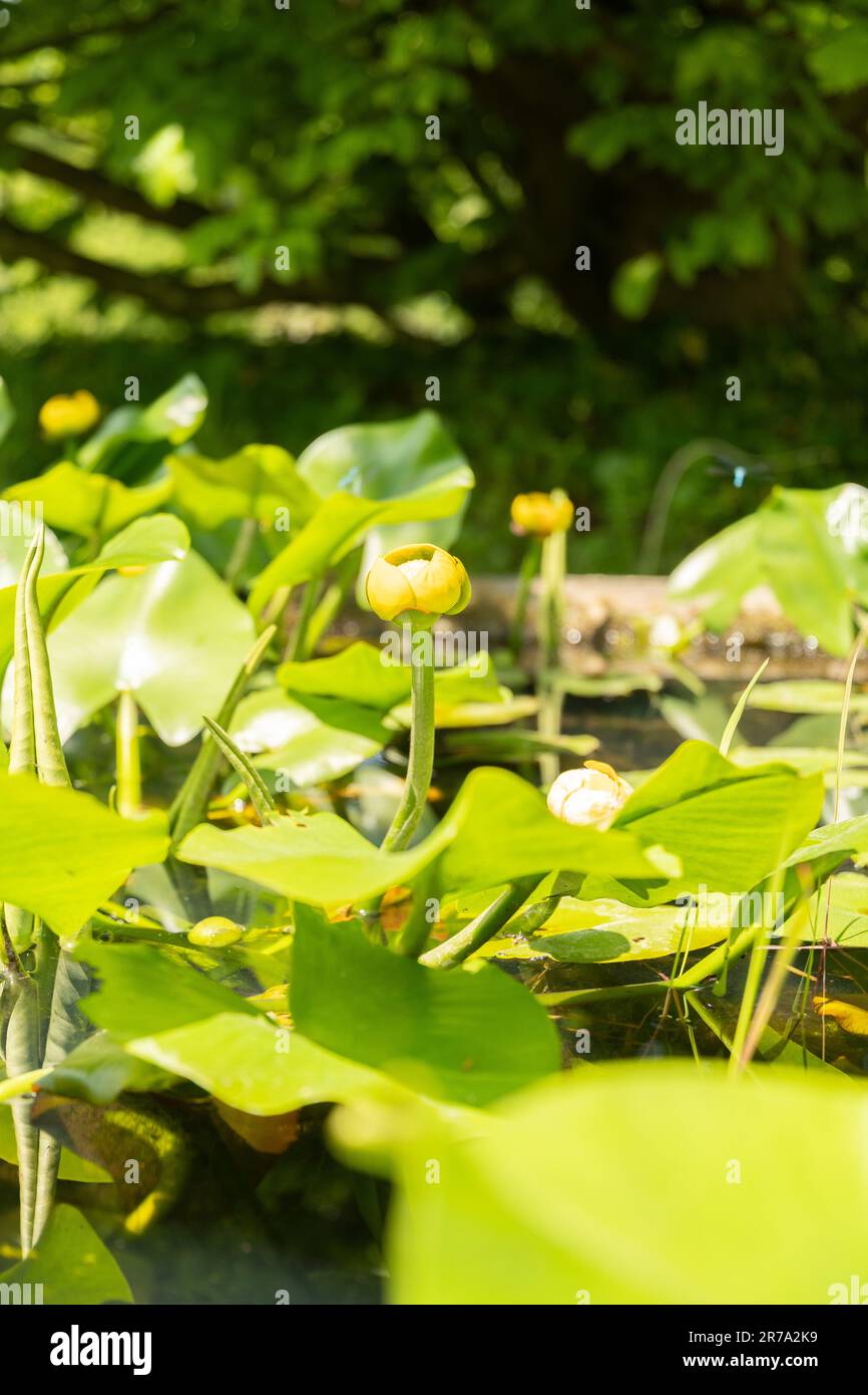 Zurich, Switzerland, May 22, 2023 Cow lily plant or Nuphar Advena at ...