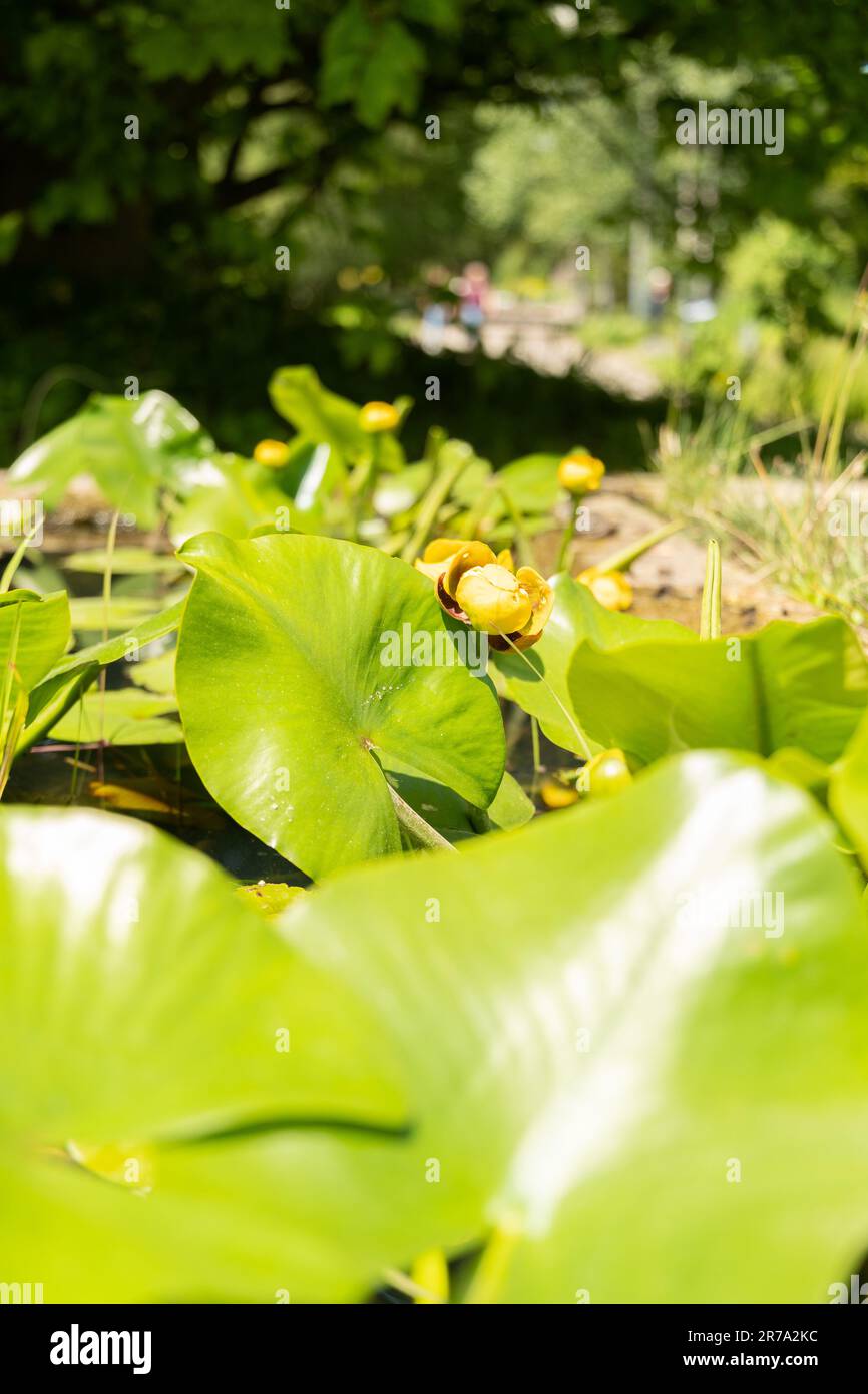 Cow lily hi-res stock photography and images - Alamy