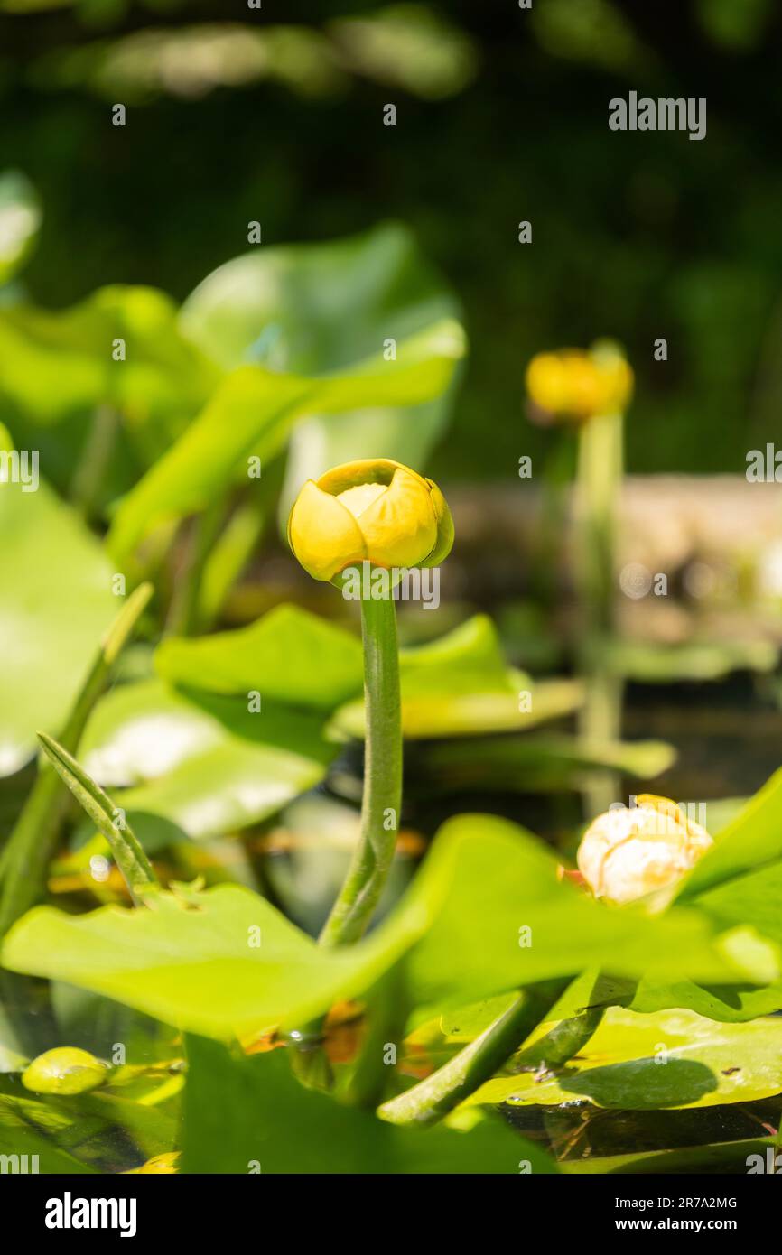 Zurich, Switzerland, May 22, 2023 Cow lily plant or Nuphar Advena at ...