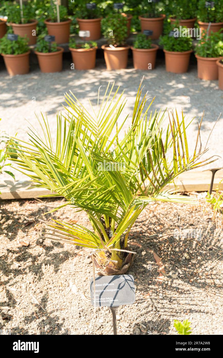 Zurich, Switzerland, May 22, 2023 Chilean wine palm or Jubaea Chilensis ...