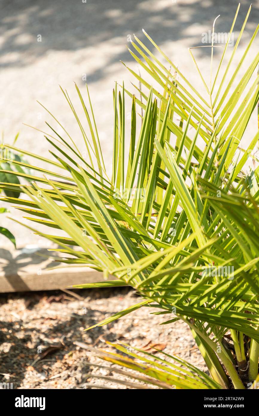 Zurich, Switzerland, May 22, 2023 Chilean wine palm or Jubaea Chilensis ...