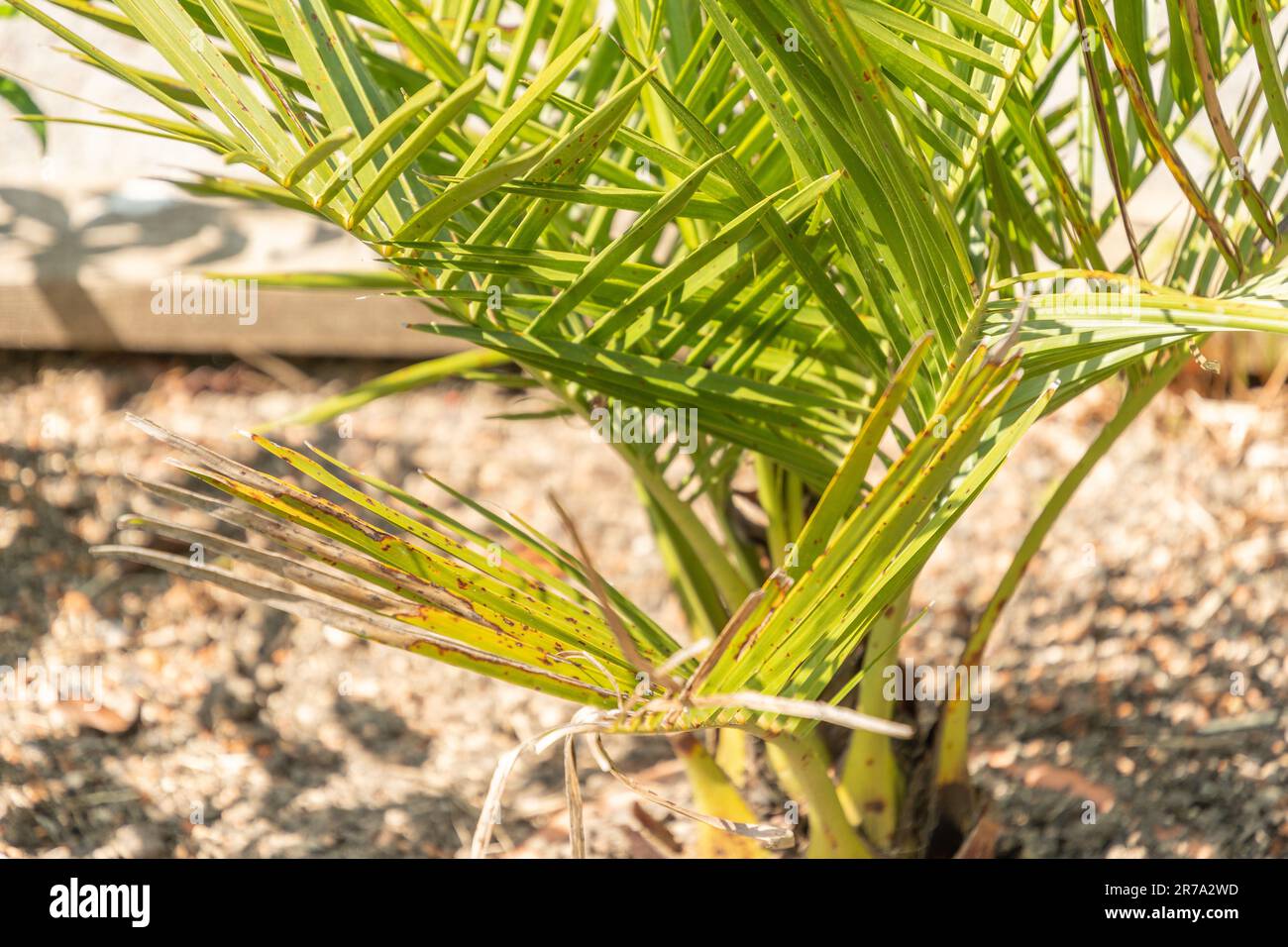 Zurich, Switzerland, May 22, 2023 Chilean wine palm or Jubaea Chilensis ...