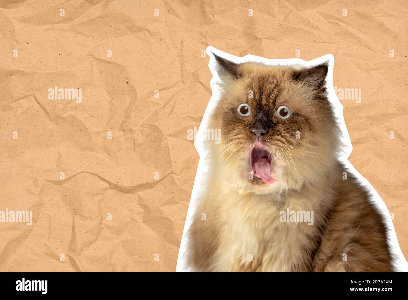 Shocked Cat Face Memes Cute Surprised Cat Face With Eyes And Mouth...