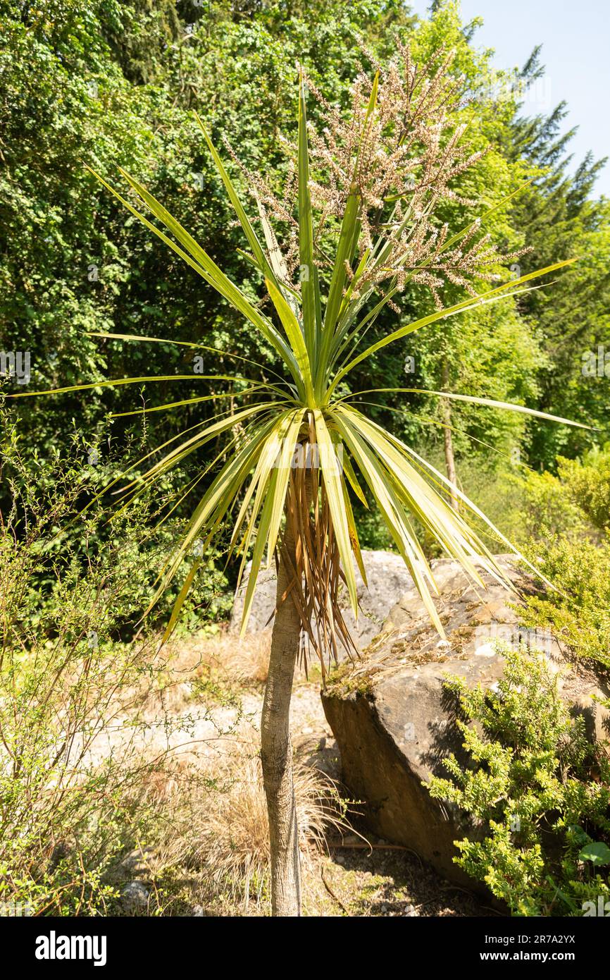 Zurich, Switzerland, May 22, 2023 Cabbage tree or Cordyline Australis ...