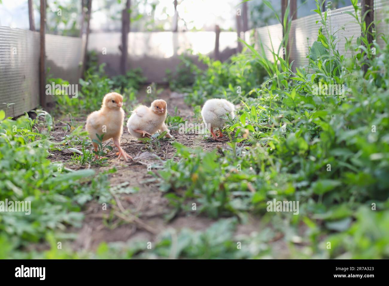 Three yellow baby chicks walk at eye level, peck at grass. Two weeks ...