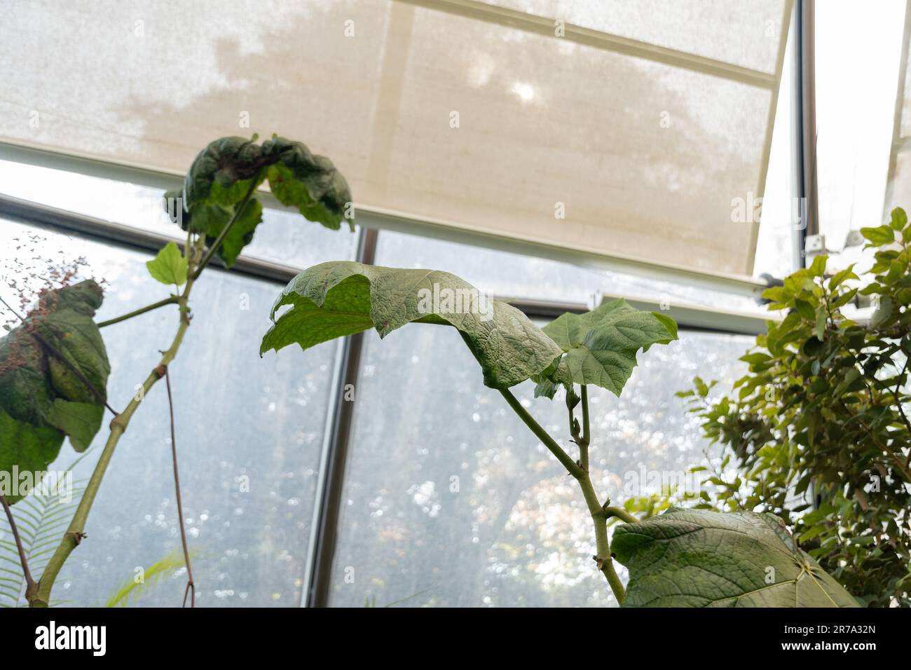 Begonia parviflora hi-res stock photography and images - Alamy
