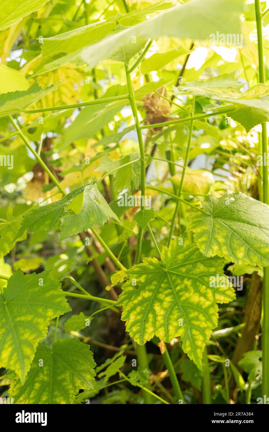 African hemp hi-res stock photography and images - Alamy