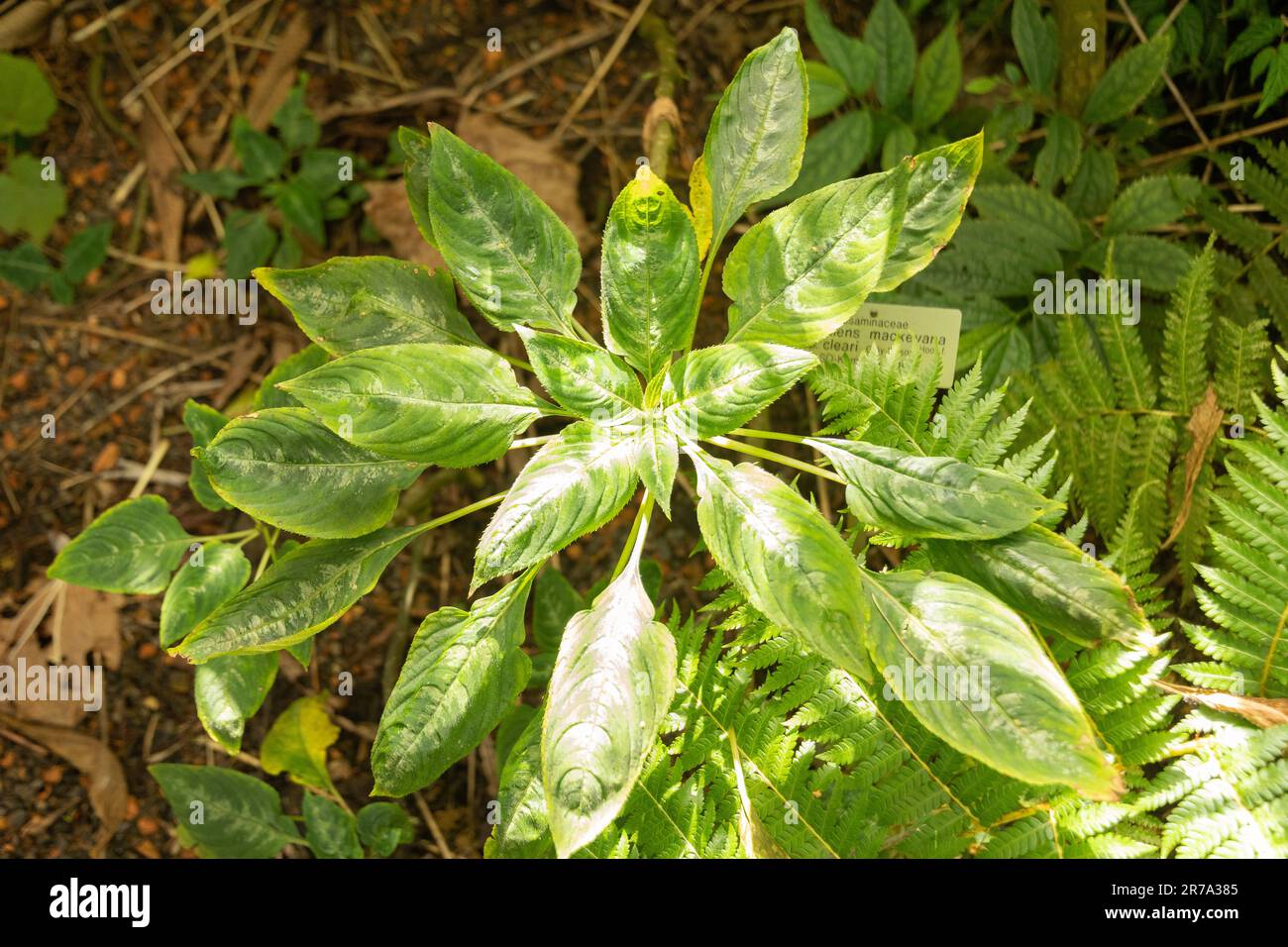 Impatiens mackeyana hi-res stock photography and images - Alamy