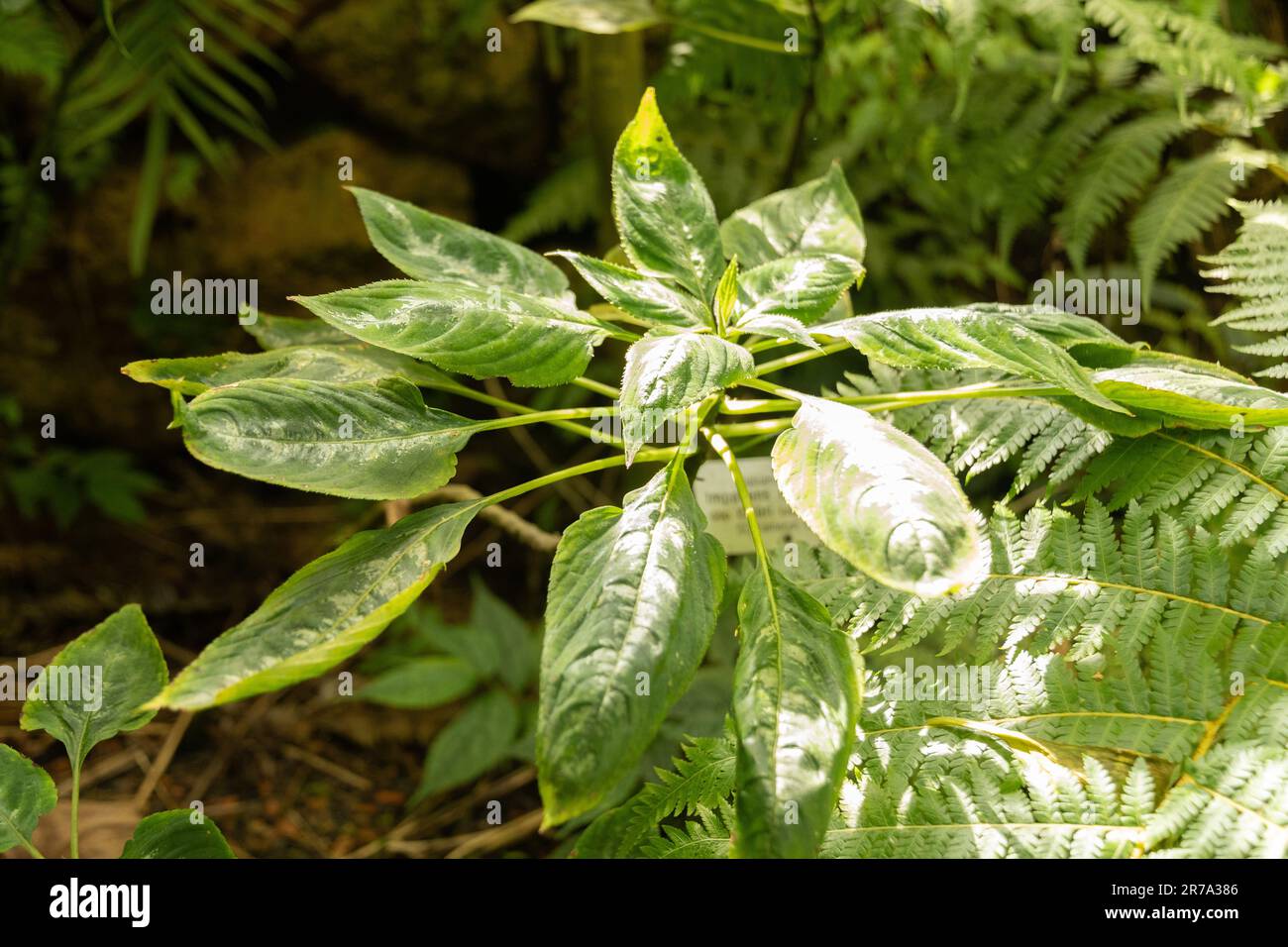 Mackeyana hi-res stock photography and images - Alamy