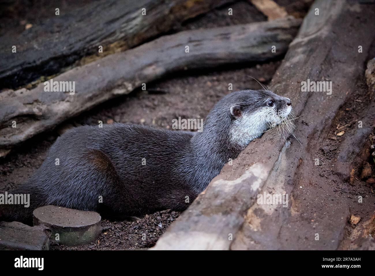 A close-up image of a small otter sitting on a log, looking off into ...