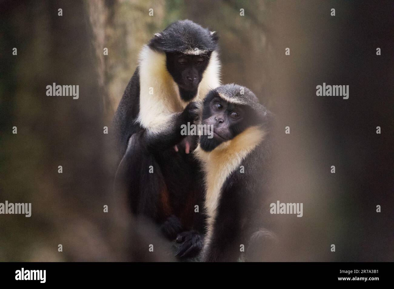 Two primates perched on trees in close proximity to each other, looking ...
