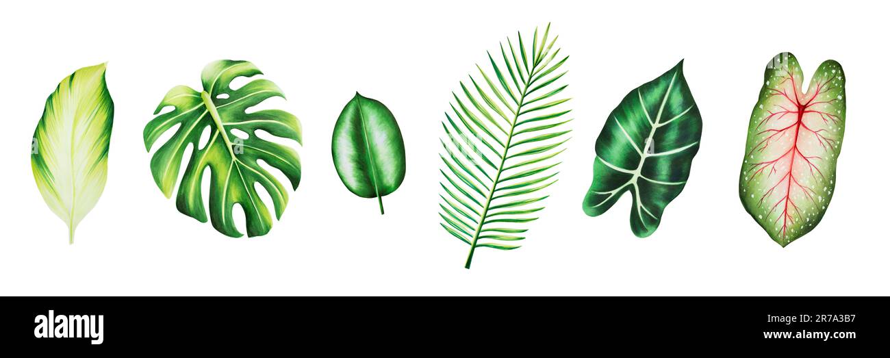 Watercolor set of realistic tropical leafs. Illustration of monstera ...