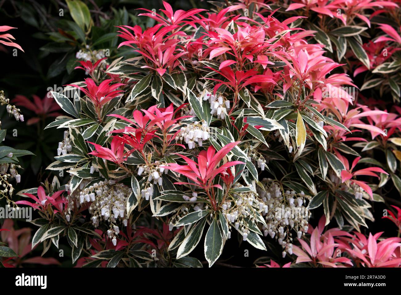 Clifford stevens hi-res stock photography and images - Alamy