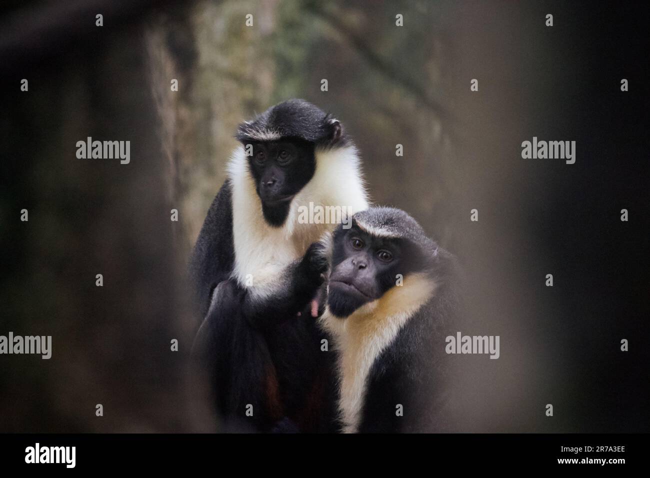 Larger primates hi-res stock photography and images - Alamy