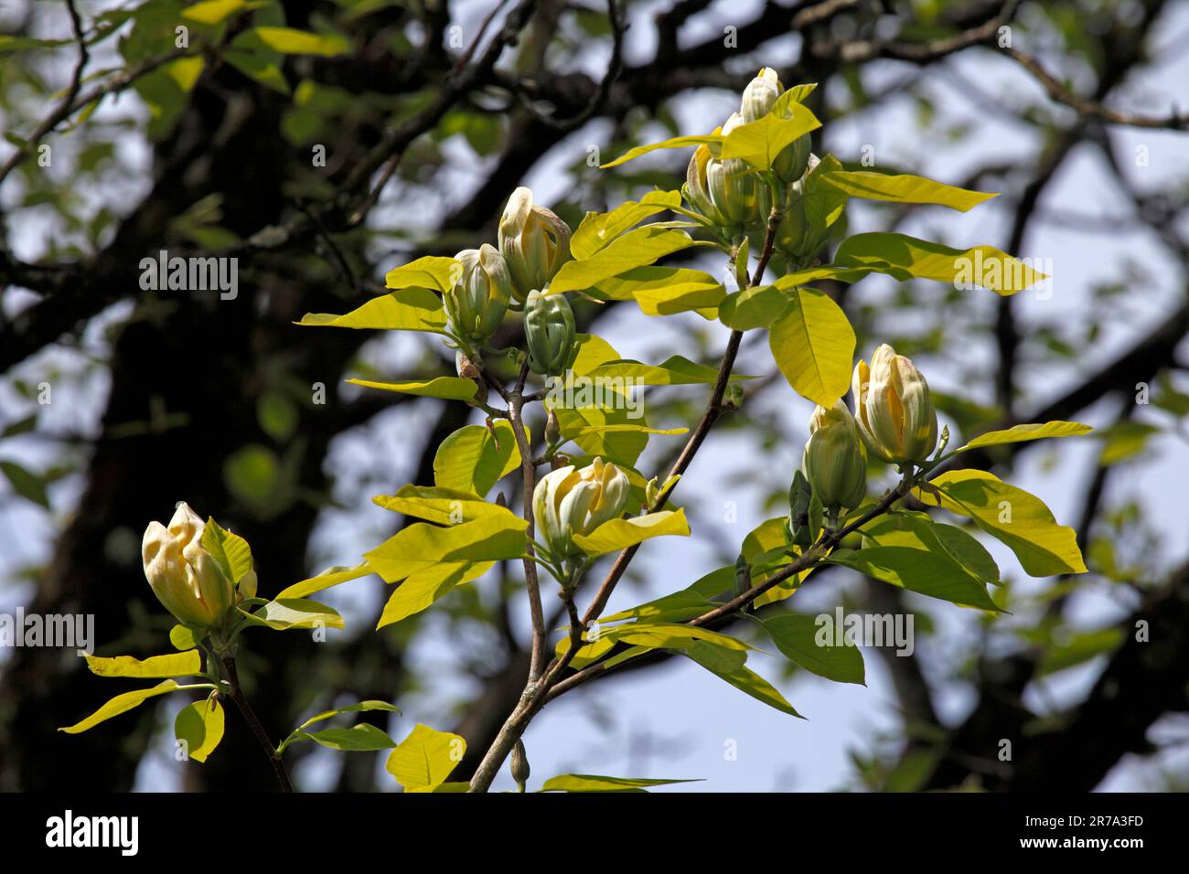 Magnolia acuminata. Cucumber tree. Flowers opening. Also known as ...